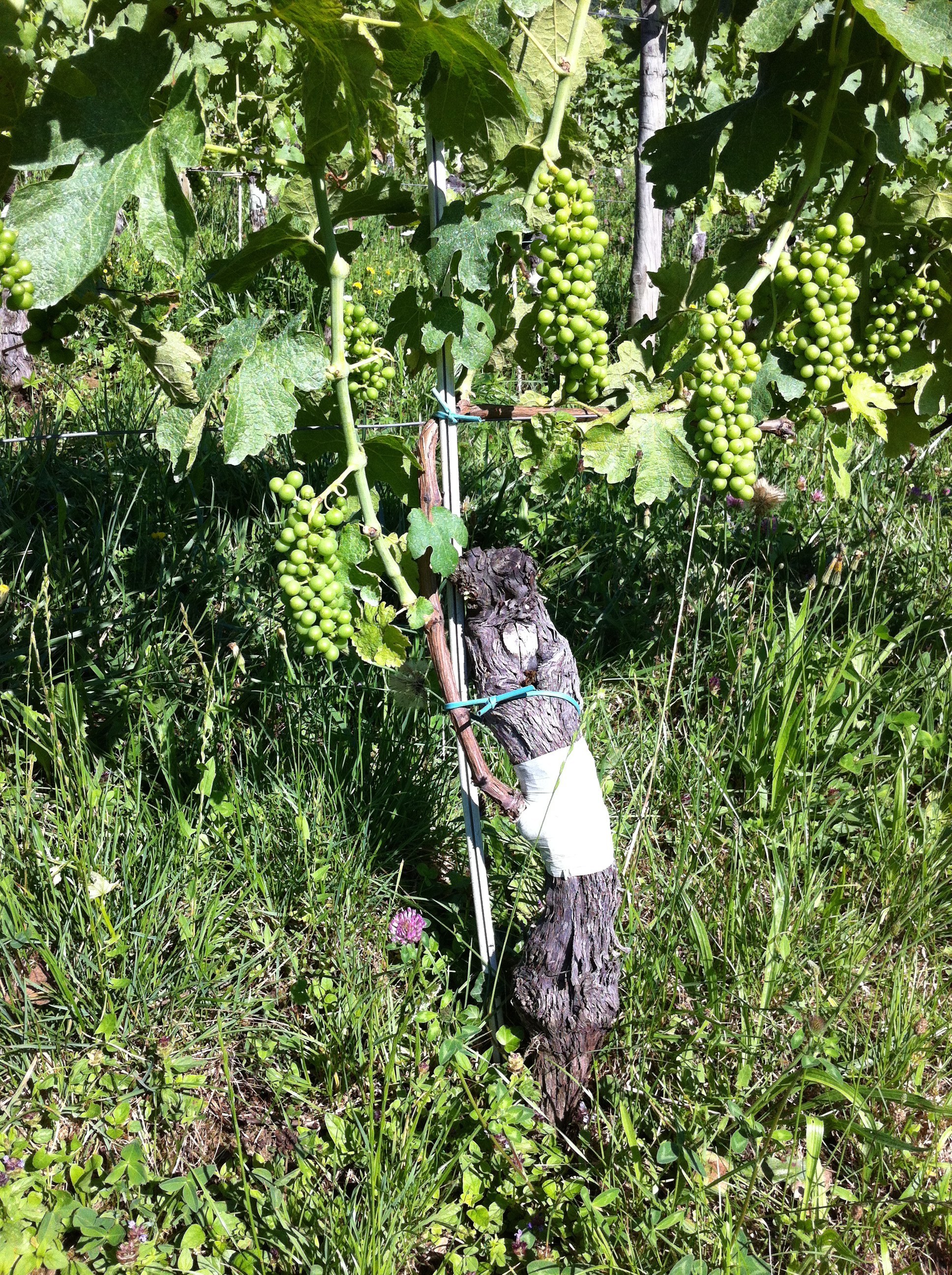 Nouveaux cépages et biodiversité du vignoble – Domaine de Vens-le-Haut, DVH